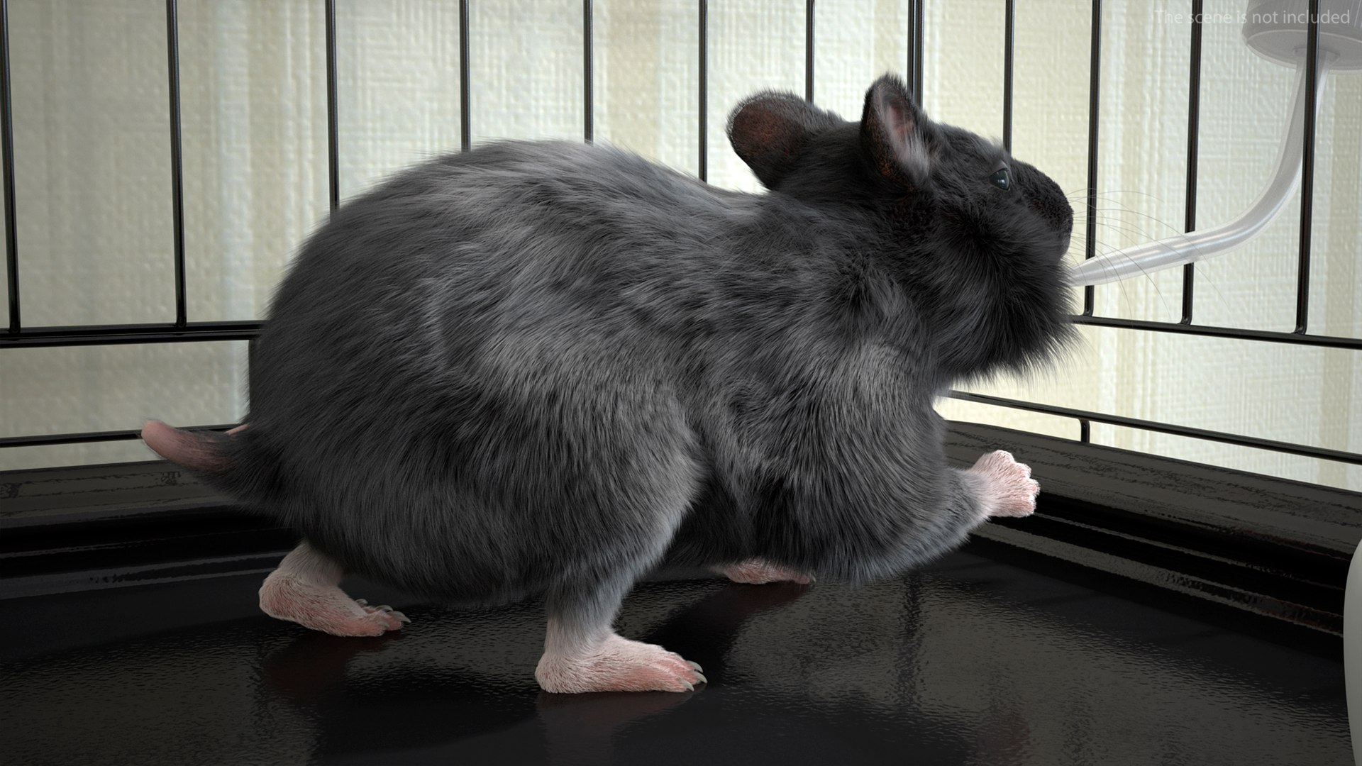 3D Syrian Hamster Black Rigged - TurboSquid 2050975