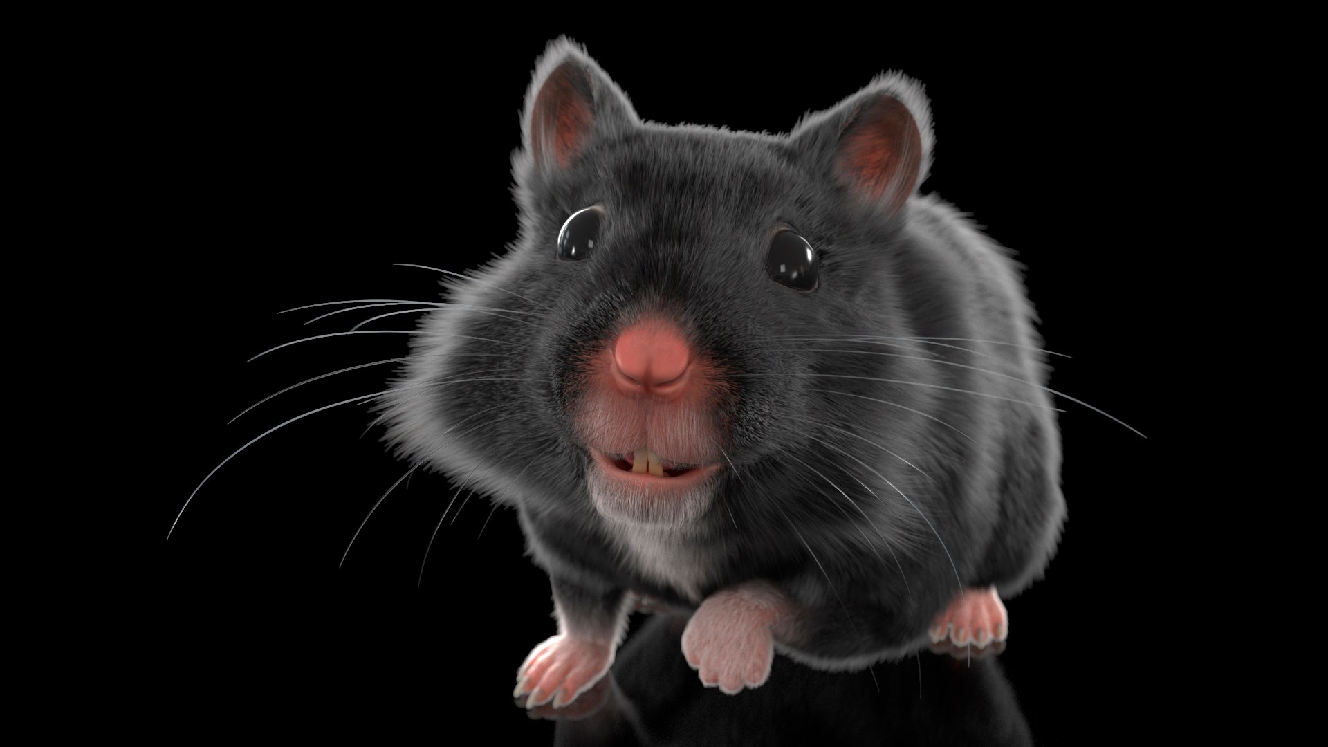 3D Syrian Hamster Black Rigged - TurboSquid 2050975