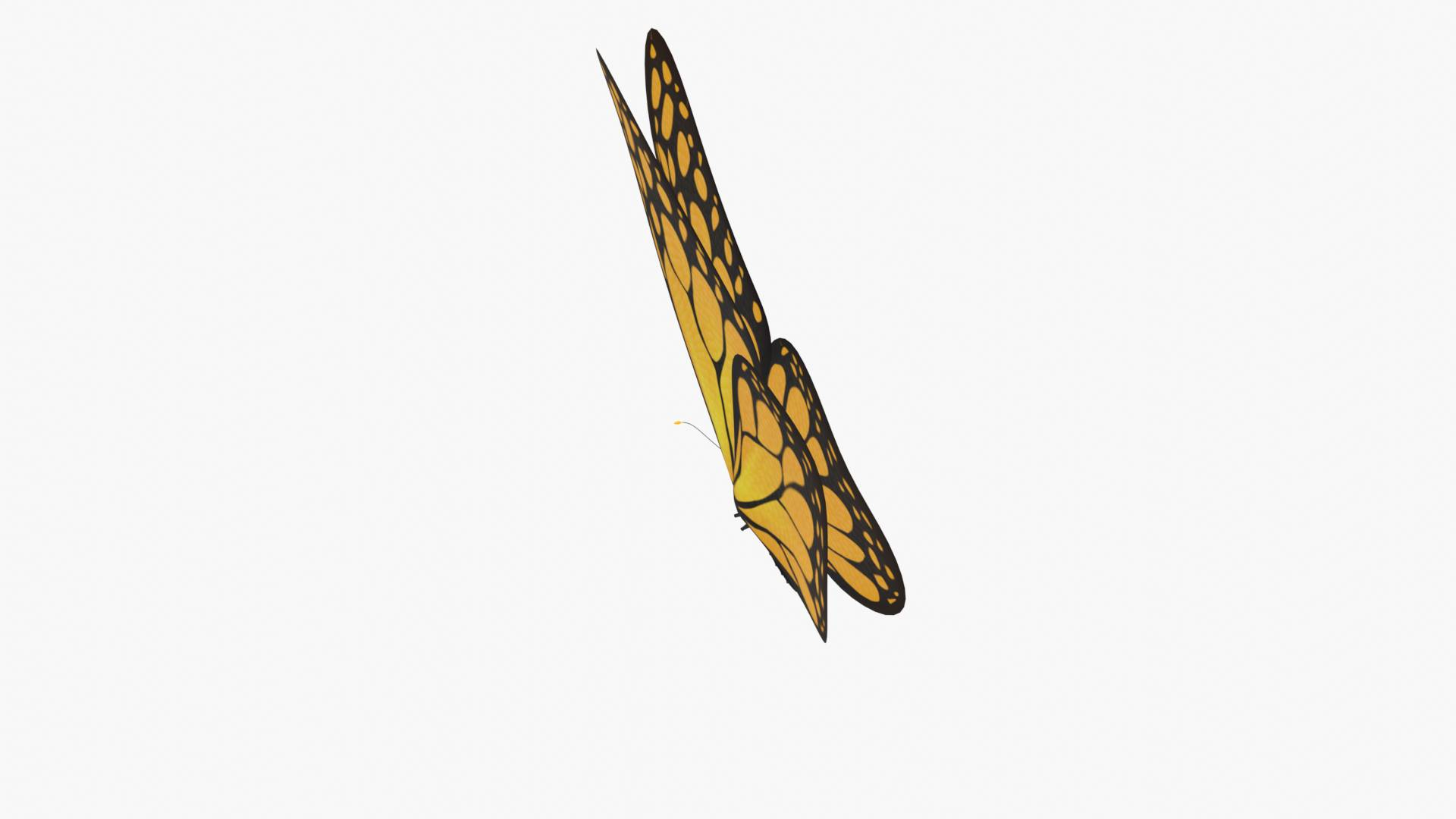 Butterfly With Flying Animation 3D - TurboSquid 1938871