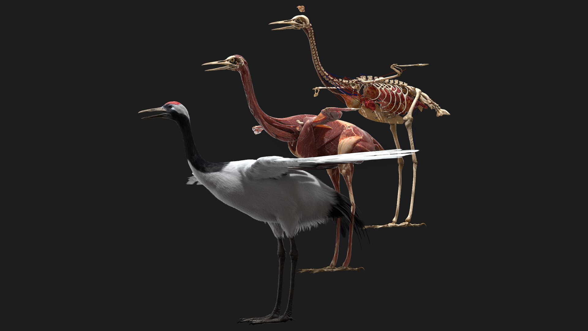 Rigging crane anatomy 3D model - TurboSquid 1523818