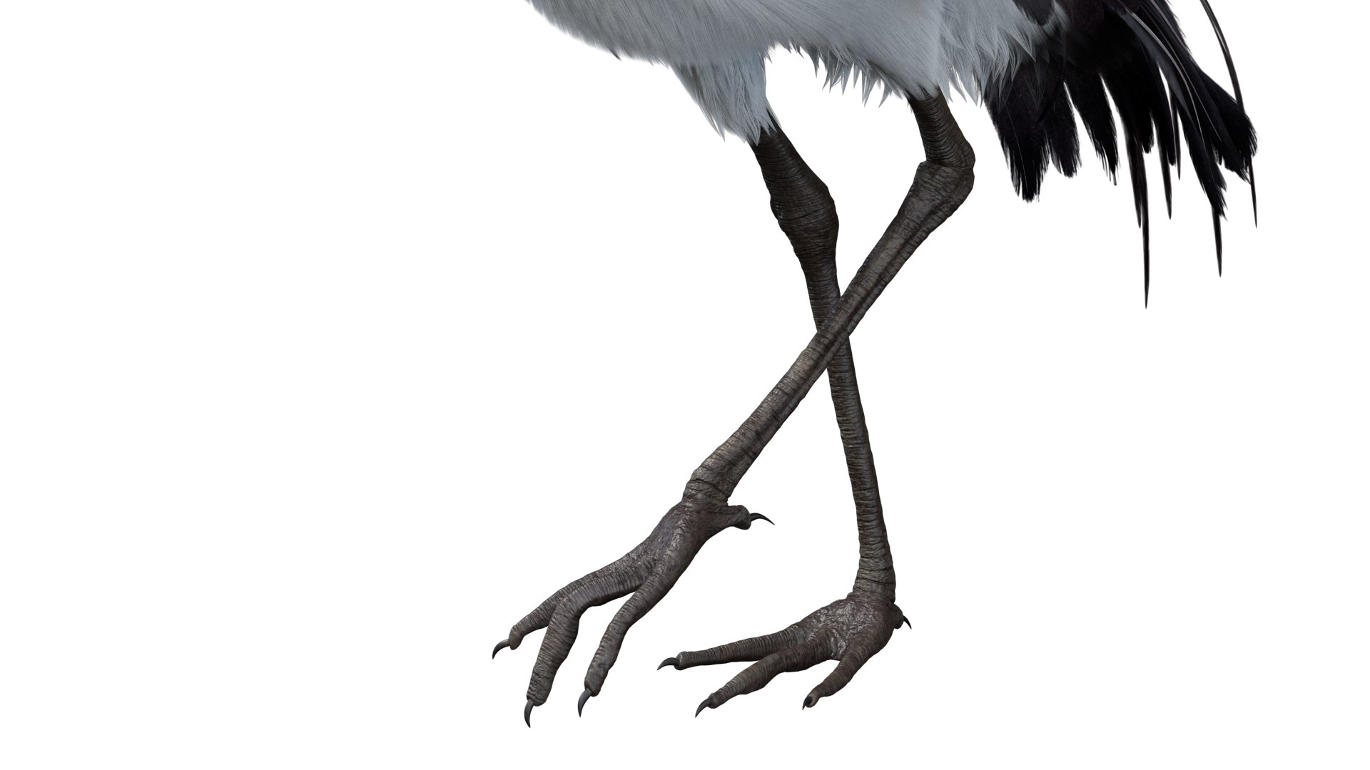 Rigging crane anatomy 3D model - TurboSquid 1523818