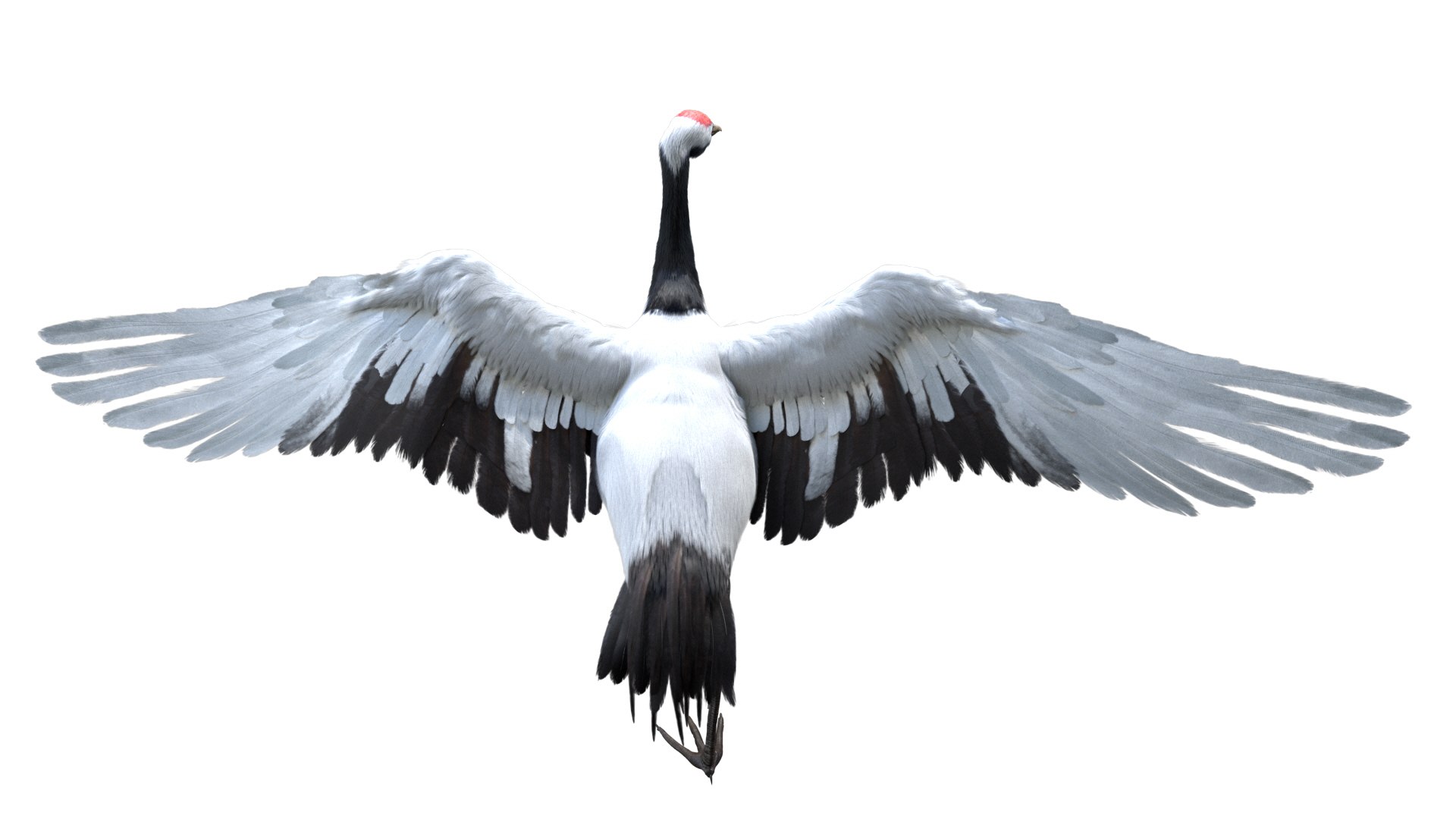 Rigging crane anatomy 3D model - TurboSquid 1523818