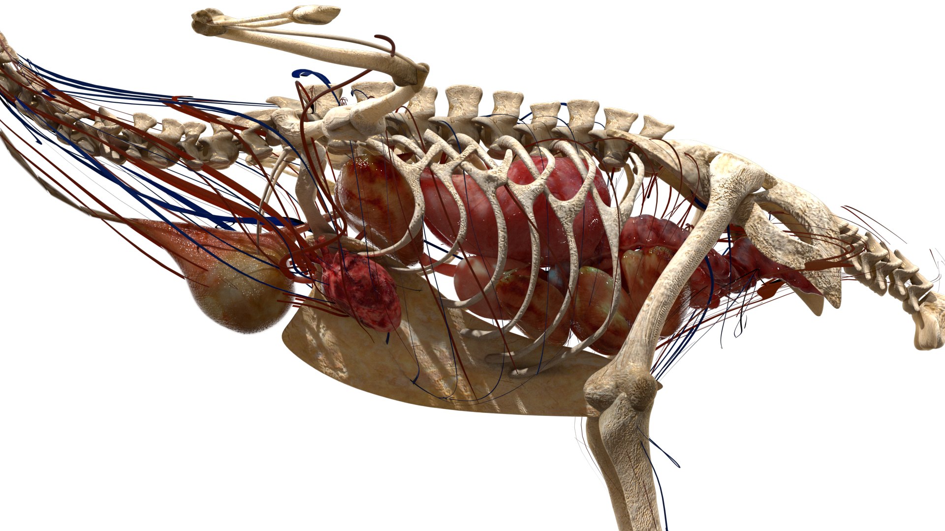 Rigging crane anatomy 3D model - TurboSquid 1523818