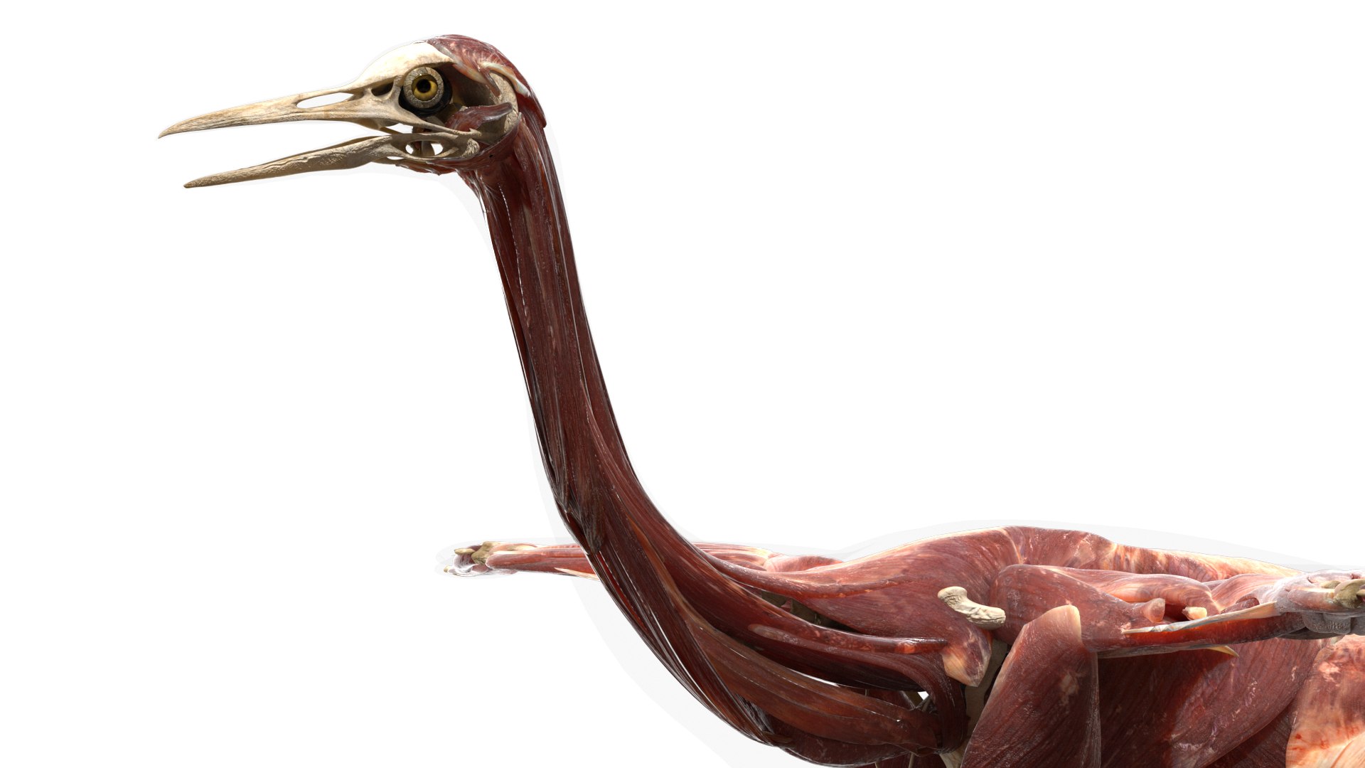 Rigging crane anatomy 3D model - TurboSquid 1523818