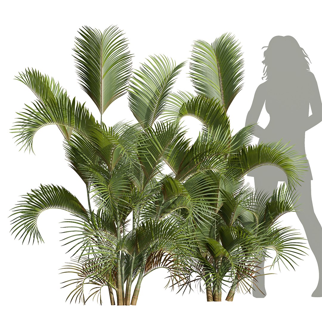 3D New Plant High Detail Chrysalidocarpus Lutescens Small - TurboSquid ...
