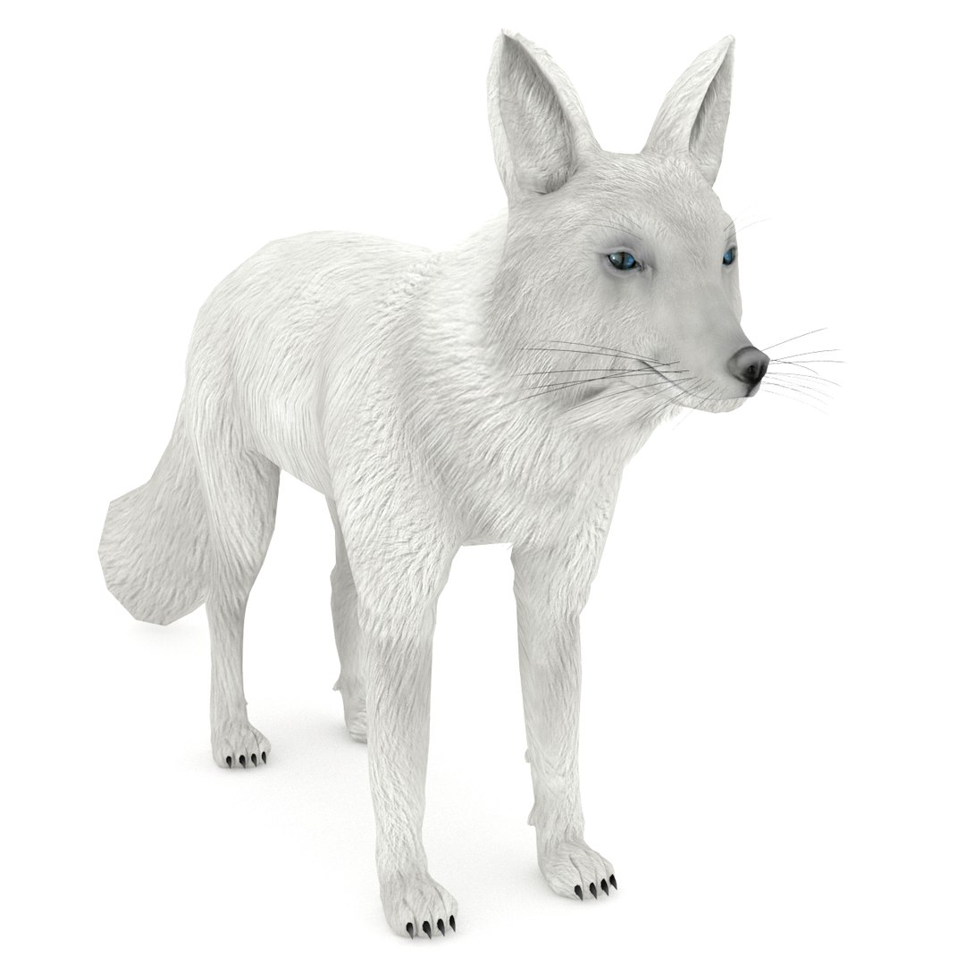 3D White Fox - TurboSquid 1432201