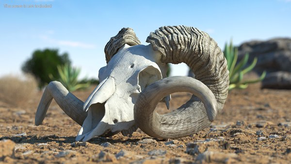 Animal Ram Skull with Nose Bone 3D model - TurboSquid 1953120