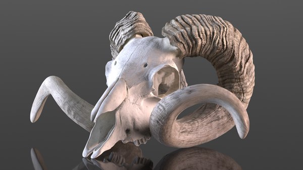 Animal Ram Skull with Nose Bone 3D model - TurboSquid 1953120