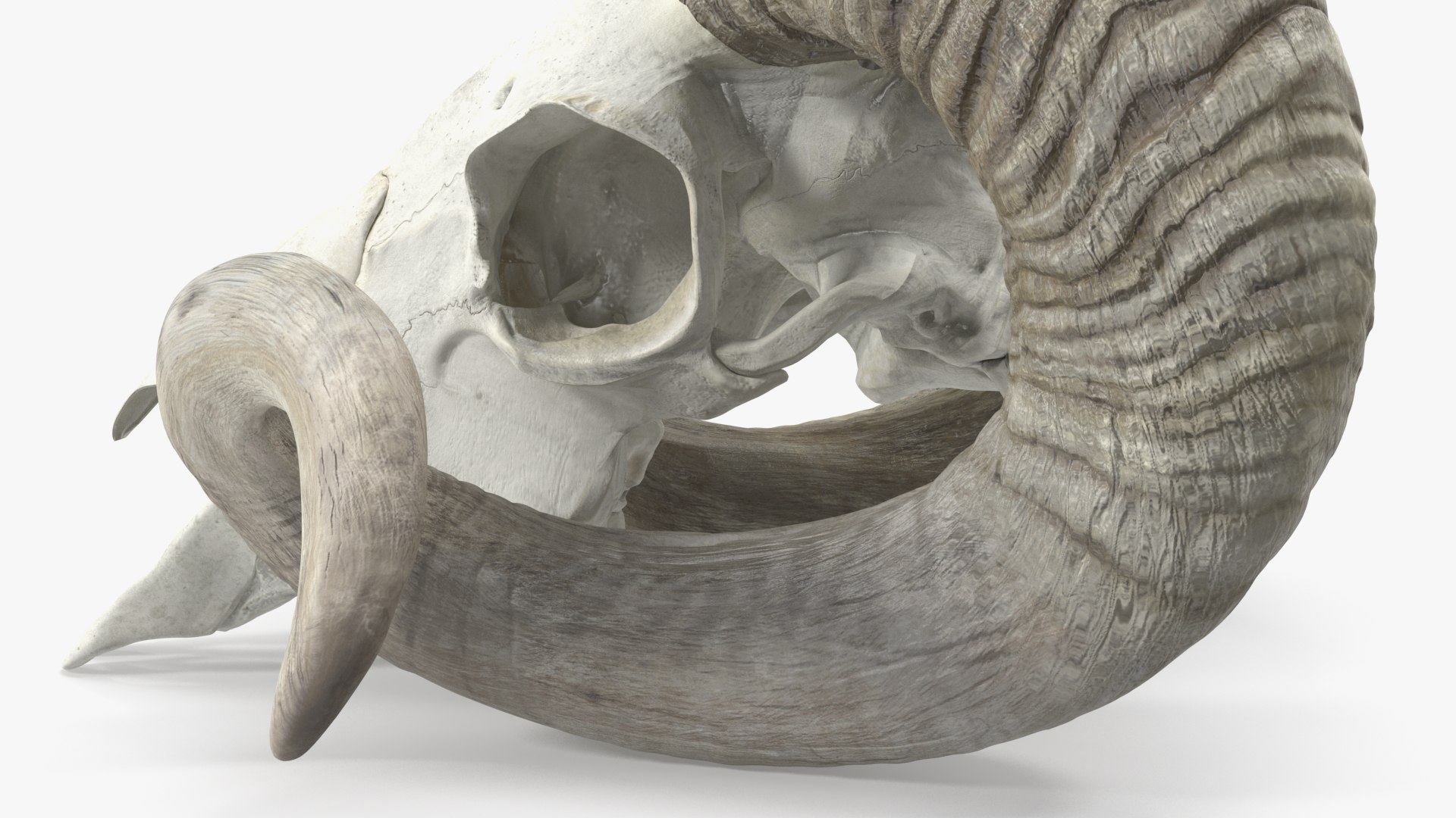 Animal Ram Skull with Nose Bone 3D model - TurboSquid 1953120