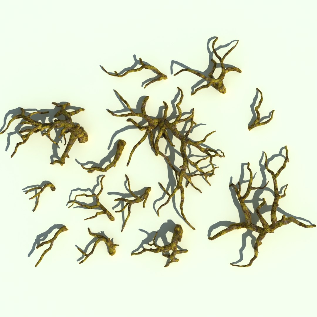 3d Roots 2