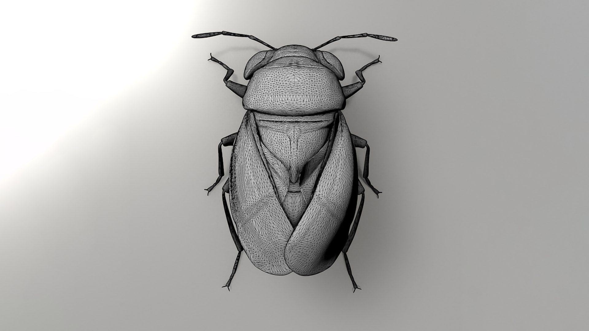 Realistic Insects Pack - Volume 03 3D Model - TurboSquid 2377061