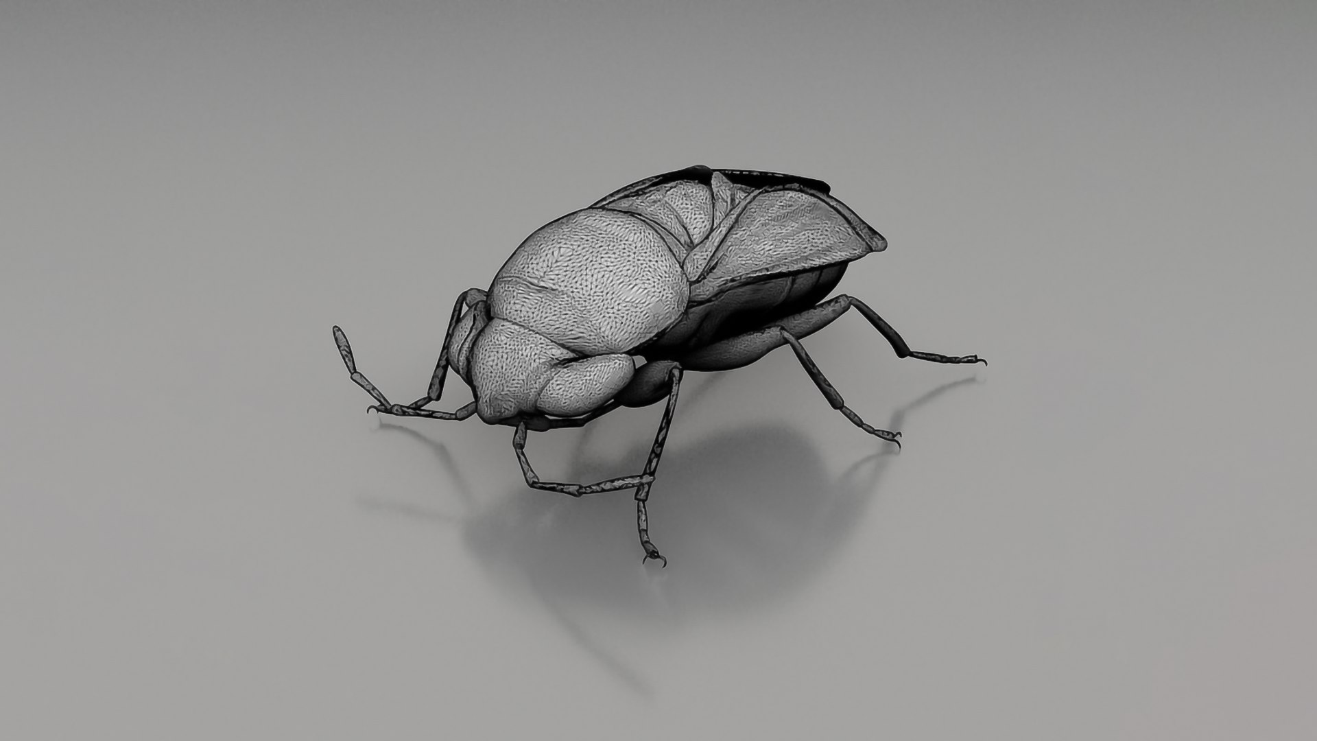 Realistic Insects Pack - Volume 03 3D Model - TurboSquid 2377061