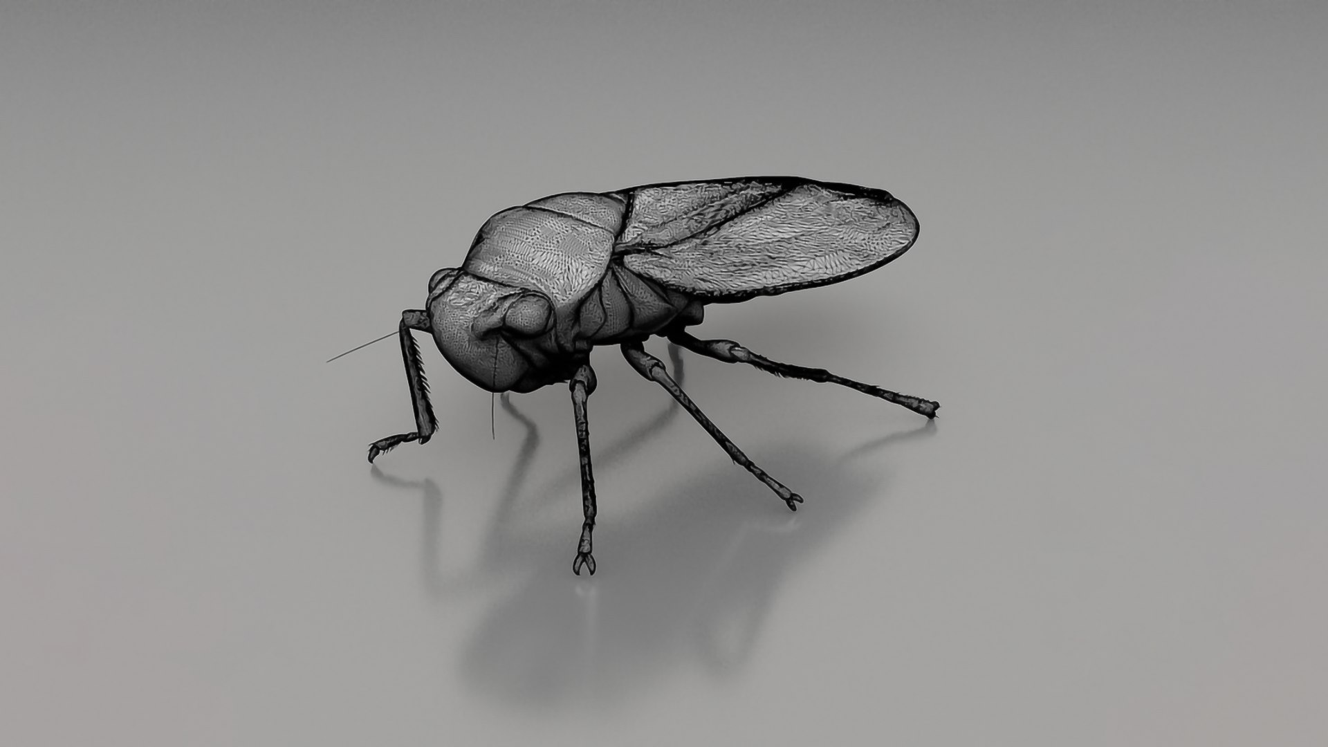 Realistic Insects Pack - Volume 03 3D Model - TurboSquid 2377061