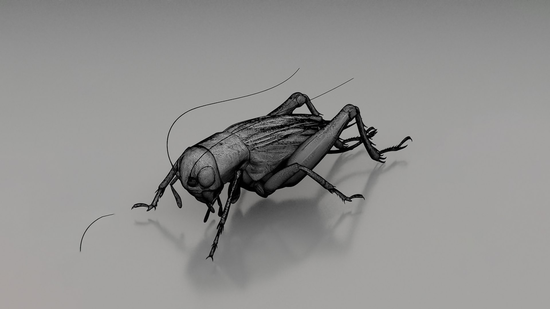 Realistic Insects Pack - Volume 03 3D Model - TurboSquid 2377061