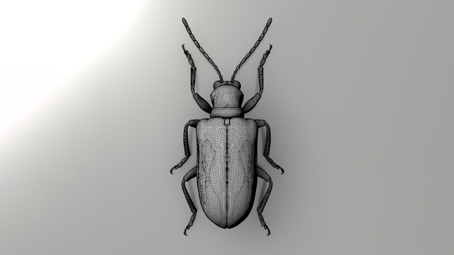 Realistic Insects Pack - Volume 03 3D Model - TurboSquid 2377061