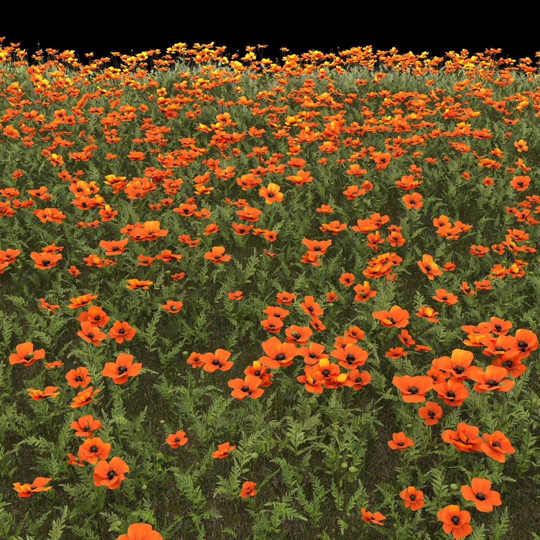 3D Poppy Field Model - TurboSquid 1915094
