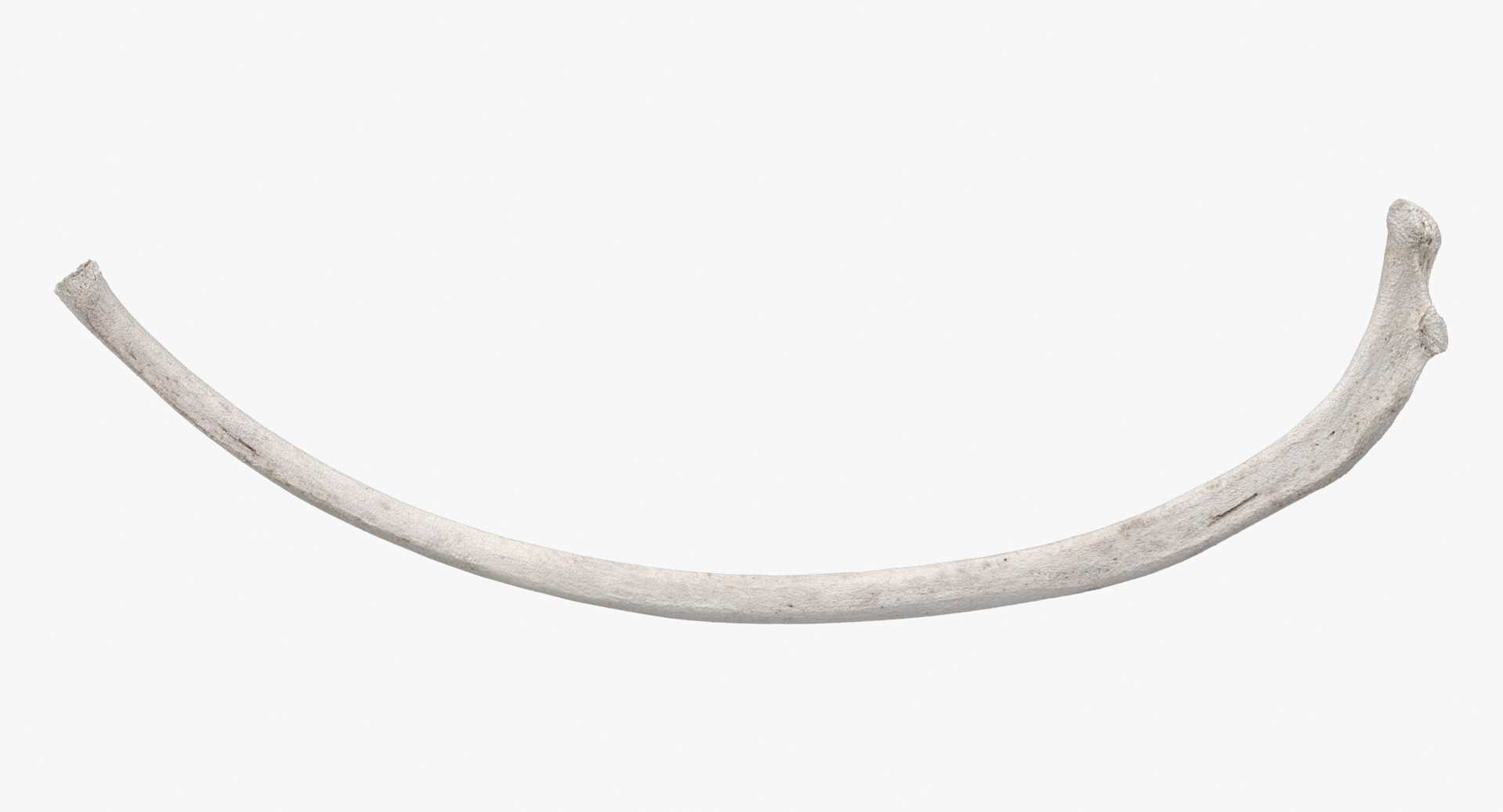 3D Bear Ursus Rib T10 - TurboSquid 2163641