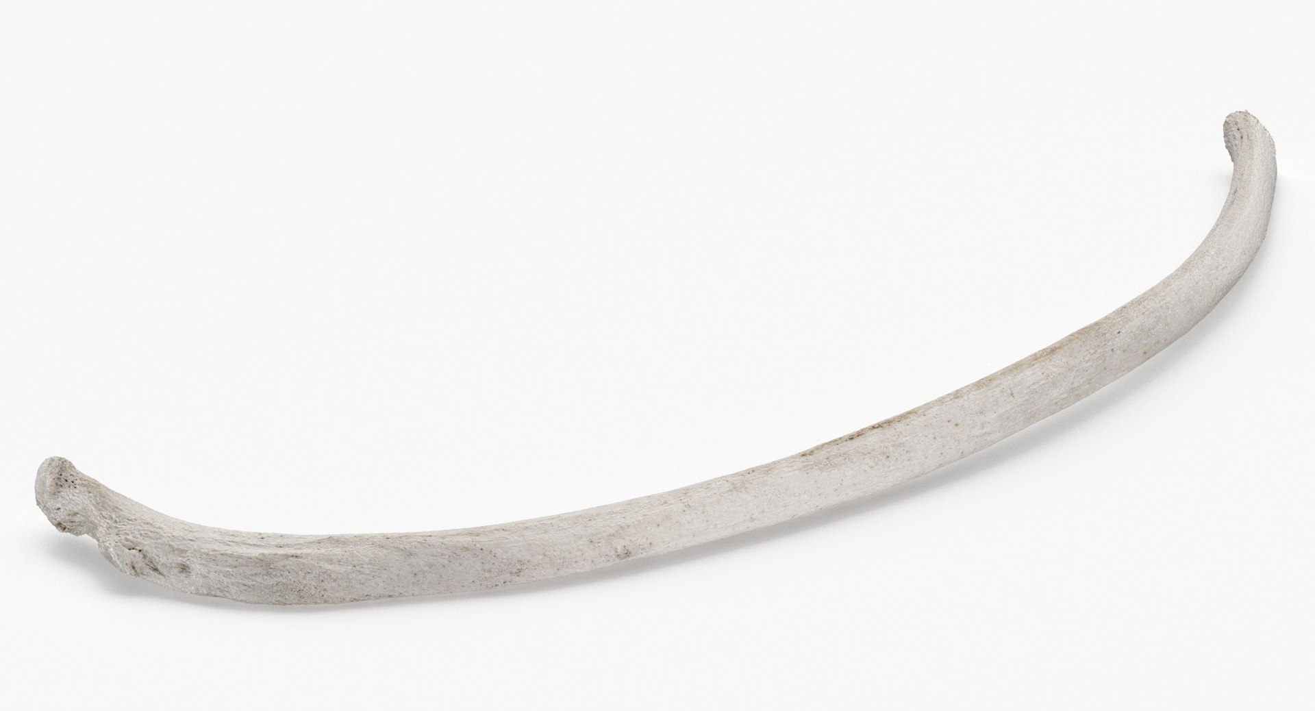 3D Bear Ursus Rib T10 - TurboSquid 2163641