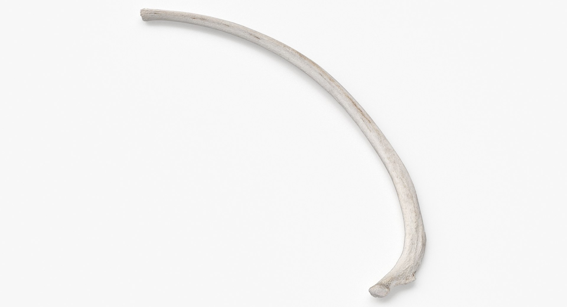 3D Bear Ursus Rib T10 - TurboSquid 2163641