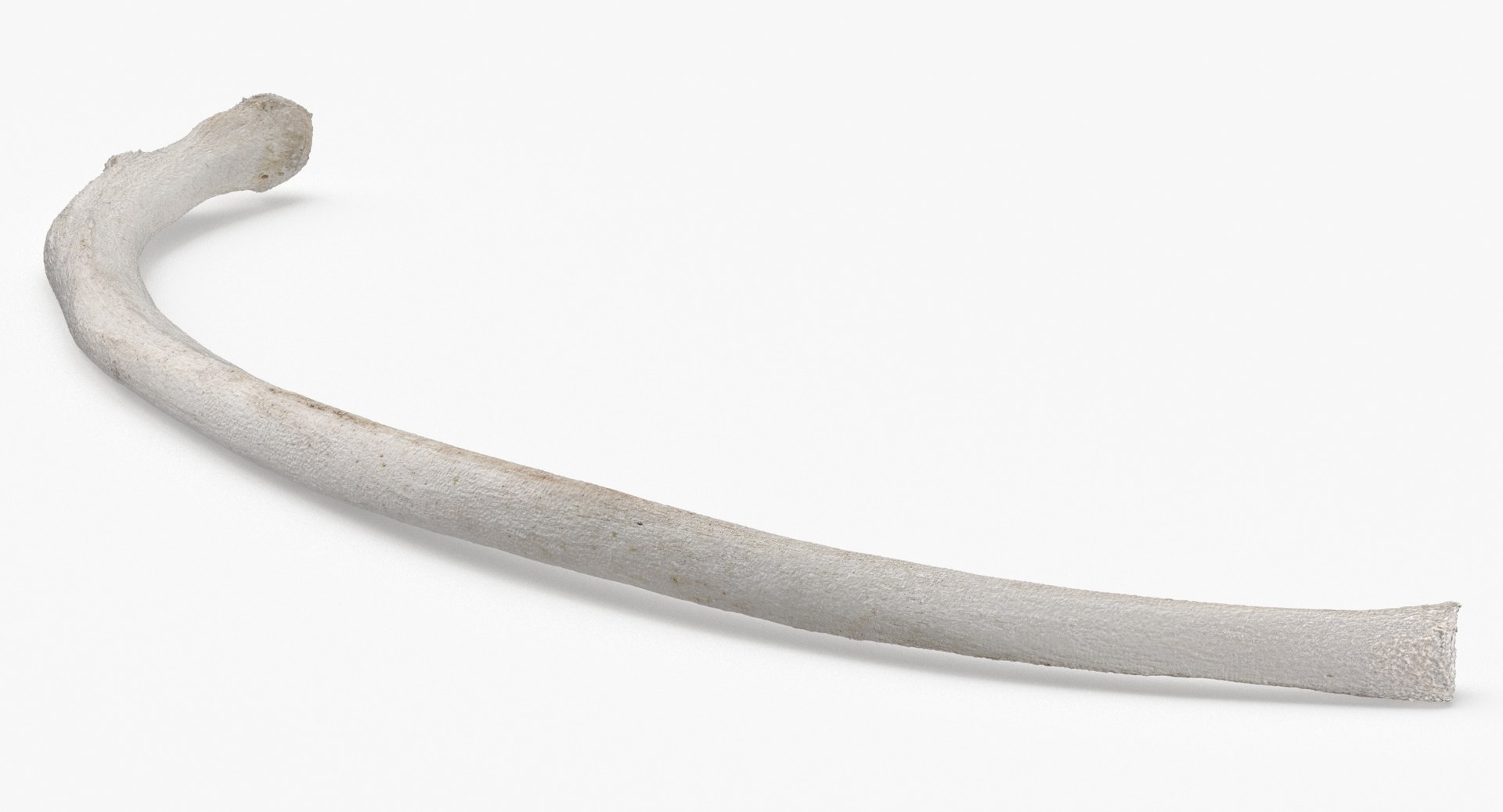 3D Bear Ursus Rib T10 - TurboSquid 2163641