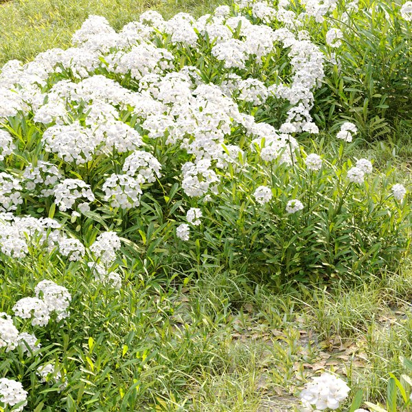 modelo 3d Iberis sempervirens - TurboSquid 1946334