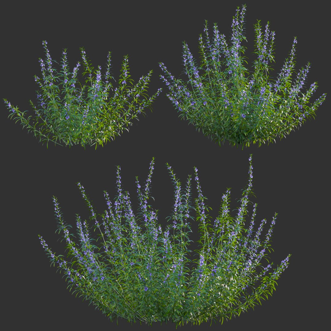 3D Model Rosmarinus - Rosemary - Romarin 01 - TurboSquid 2056517