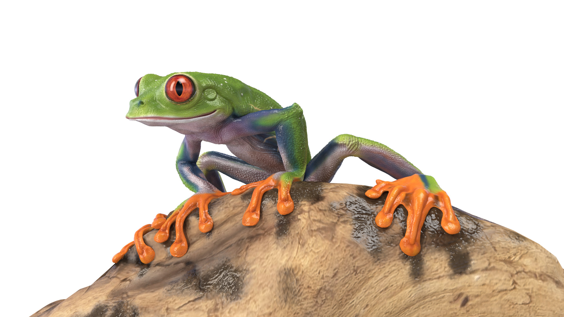 3D Model Red Eyed Tree Frog Animated - TurboSquid 2150295