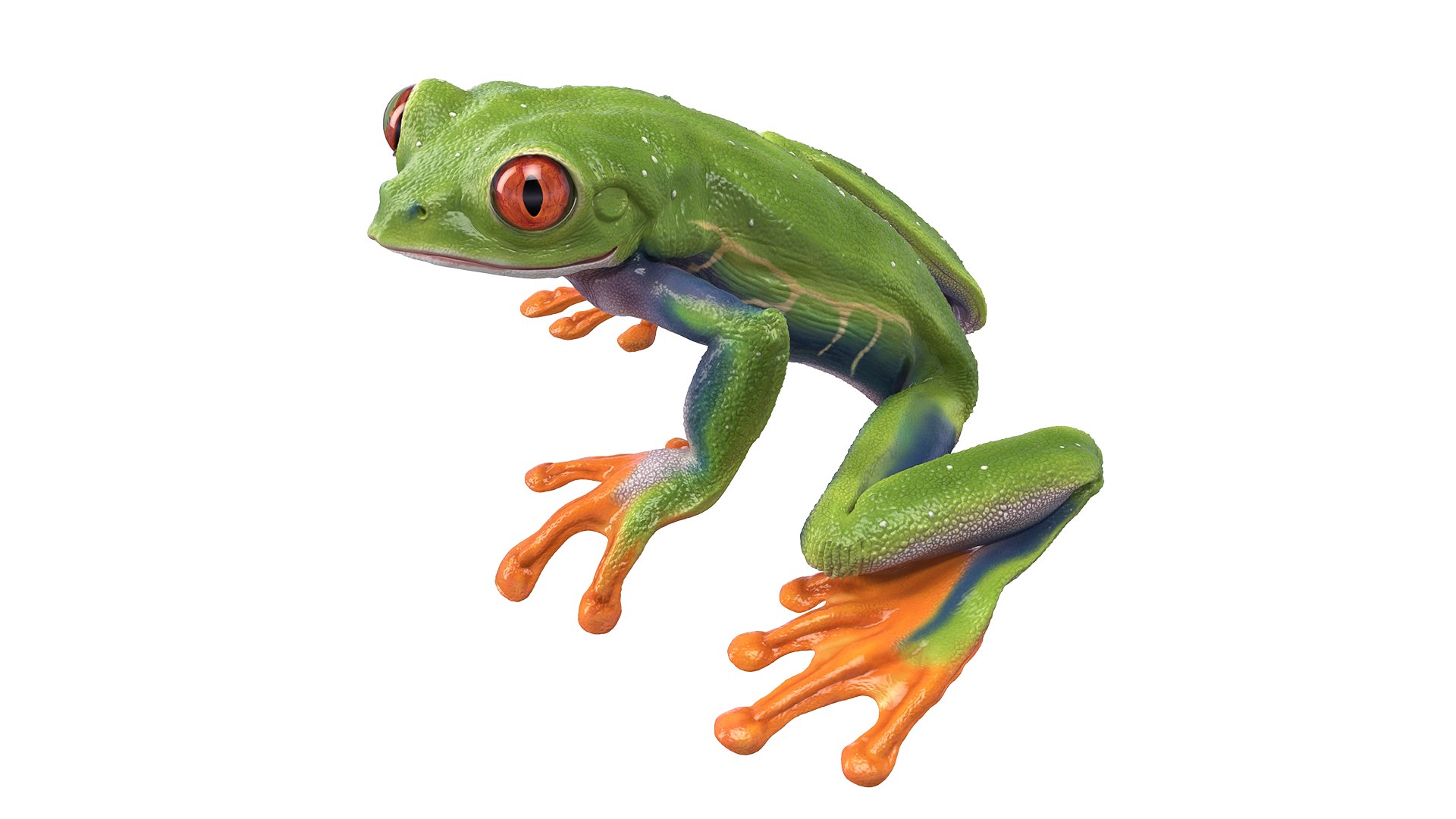 3D Model Red Eyed Tree Frog Animated - TurboSquid 2150295