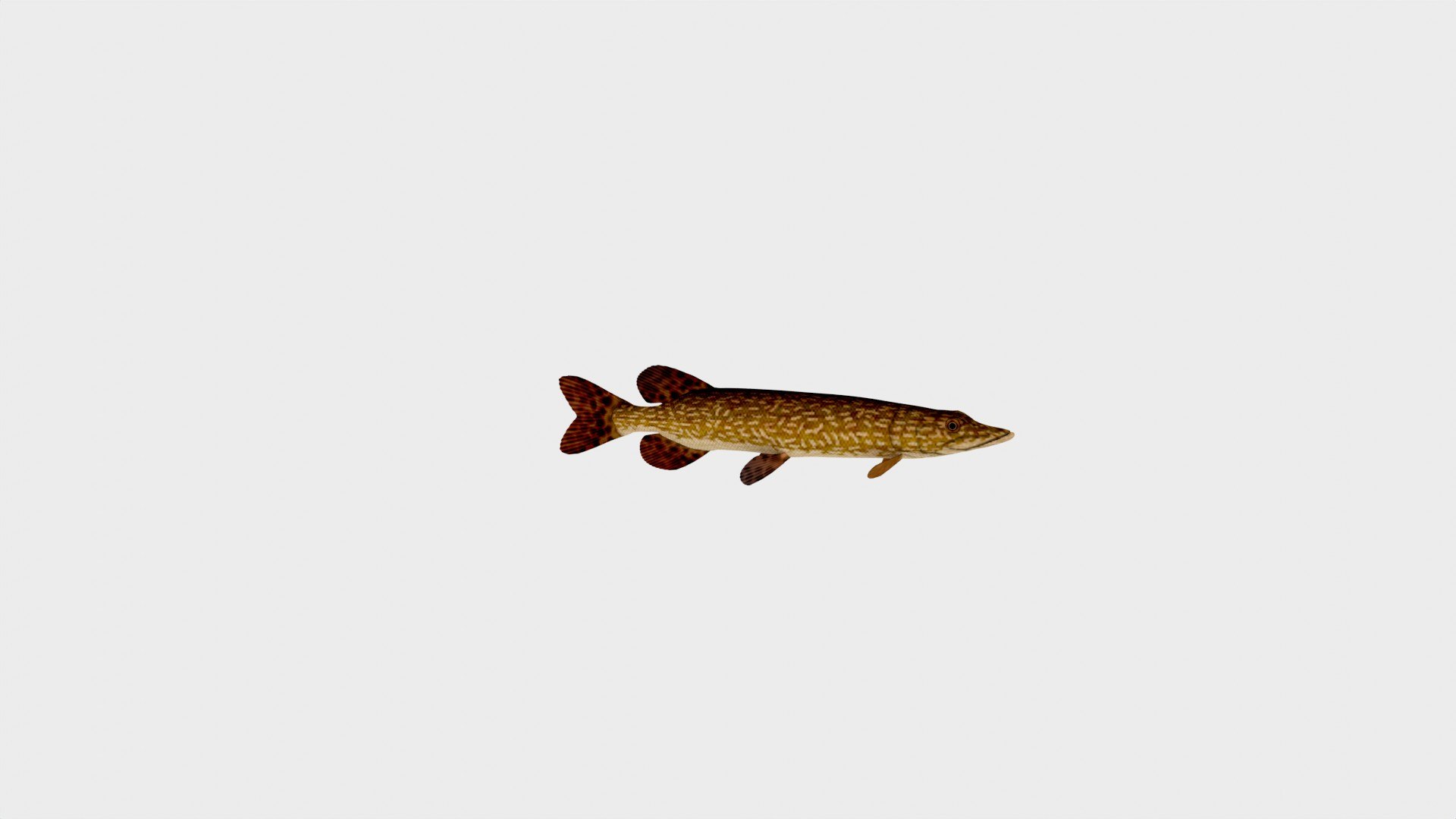 3D Model Pike Fish 3D Model Low Poly - TurboSquid 2242532