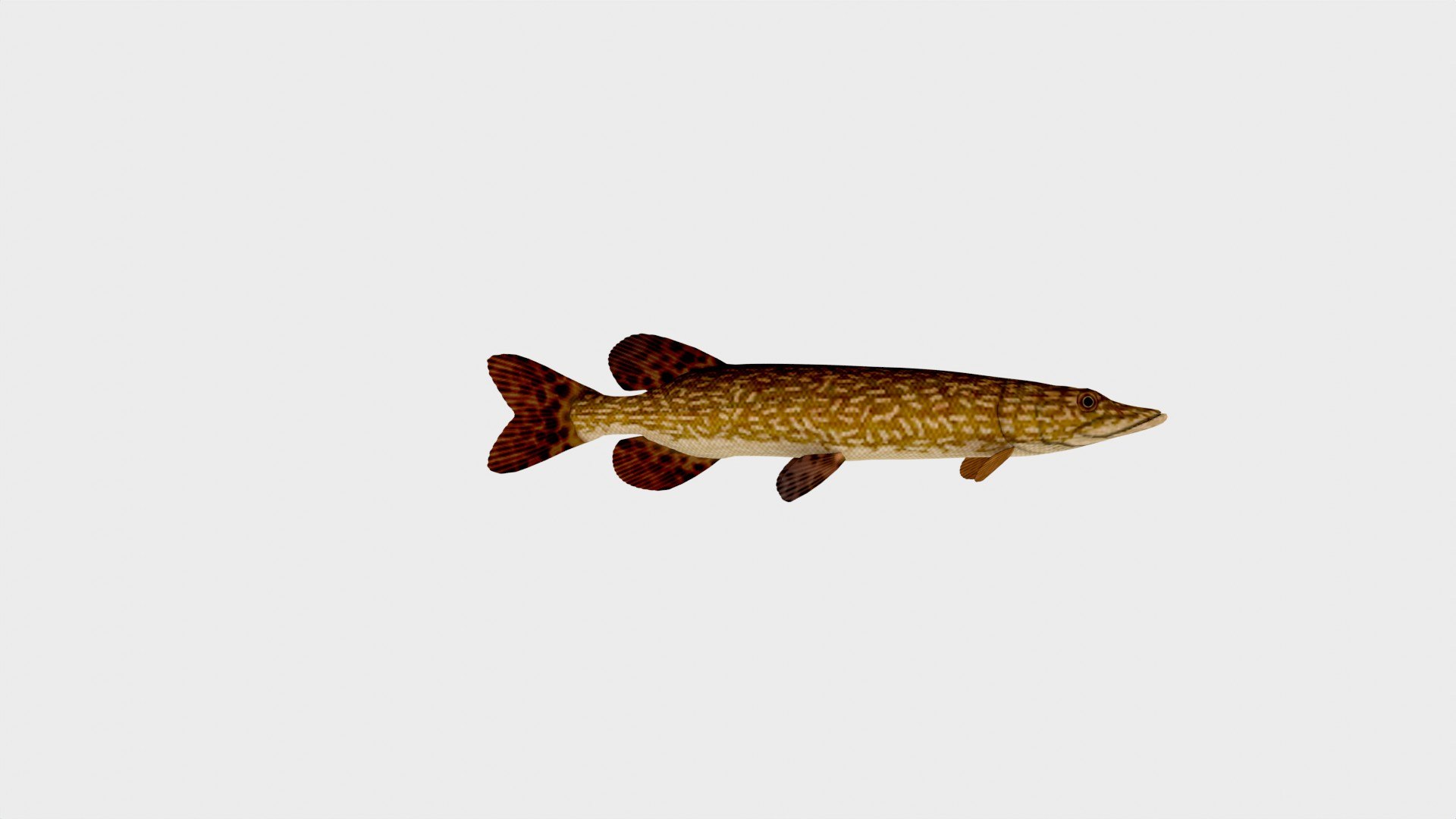 3D Model Pike Fish 3D Model Low Poly - TurboSquid 2242532
