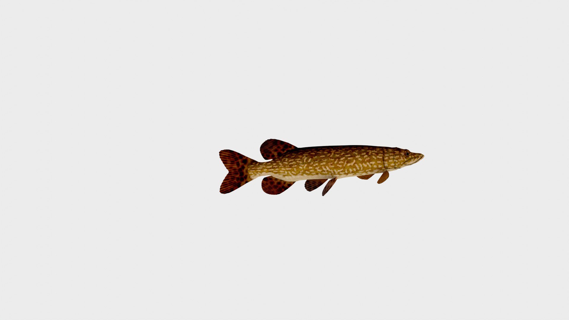 3D Model Pike Fish 3D Model Low Poly - TurboSquid 2242532
