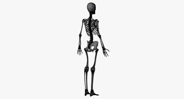 3D skin asian female skeleton model - TurboSquid 1513025