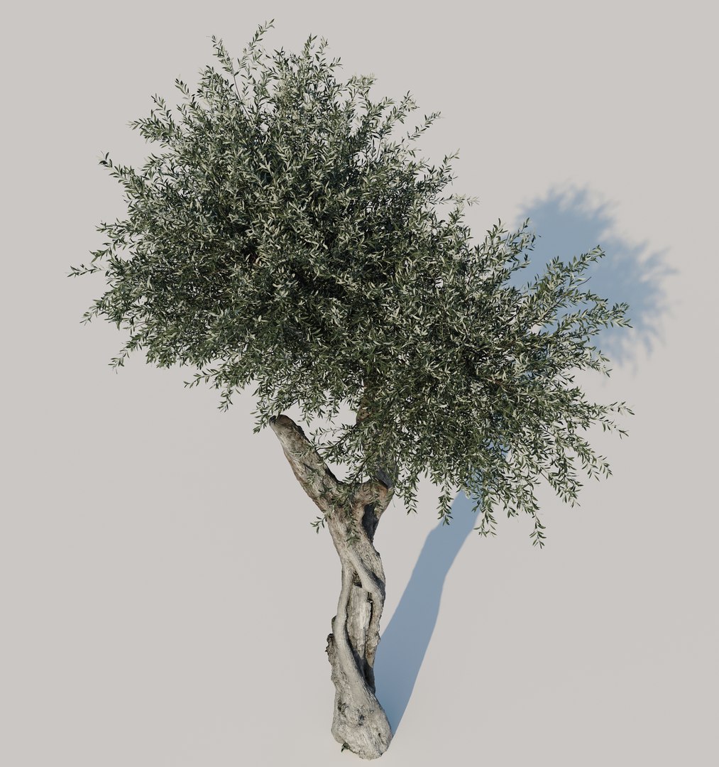Olive Tree 3D - TurboSquid 1562435