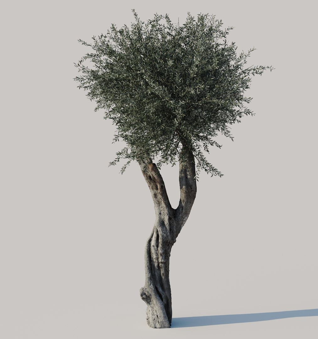 Olive Tree 3D - TurboSquid 1562435