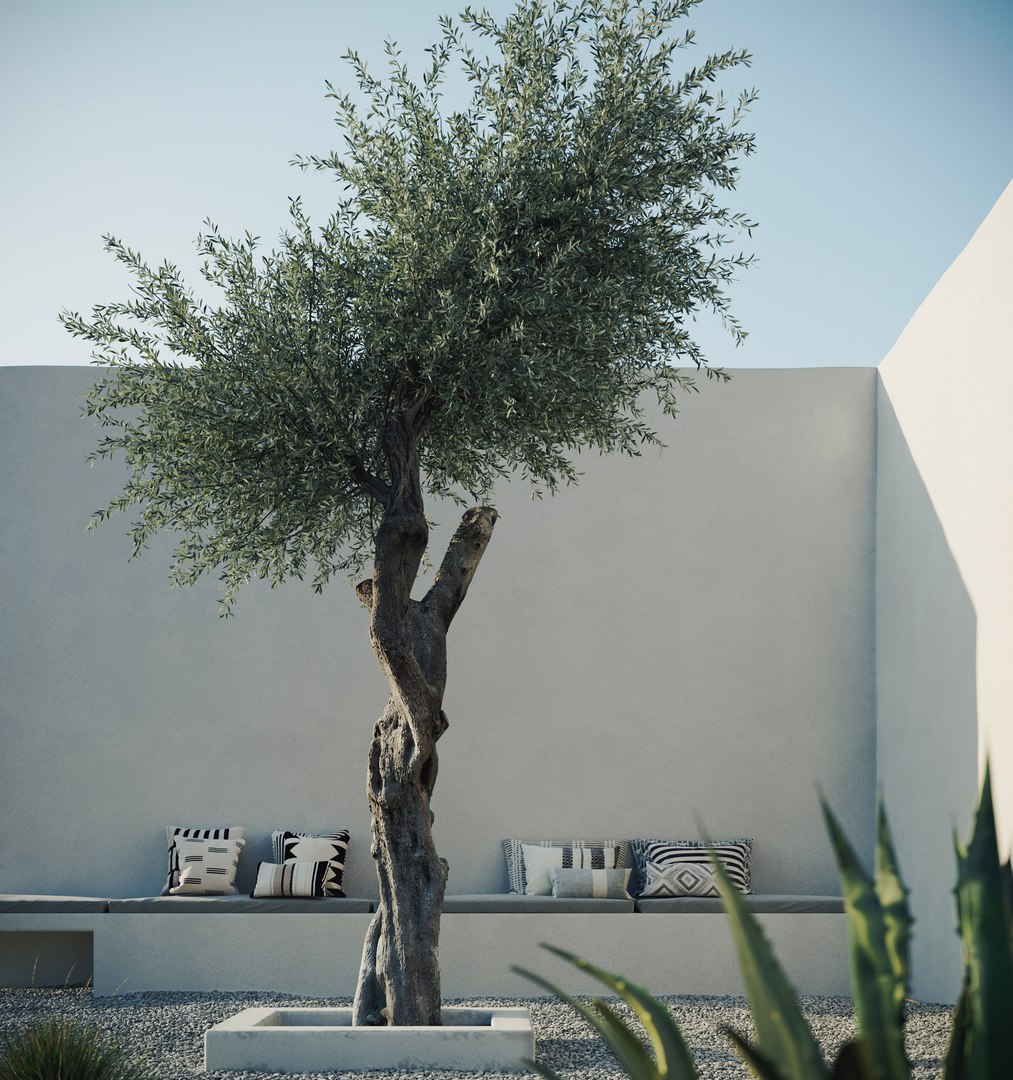 Olive Tree 3D - TurboSquid 1562435