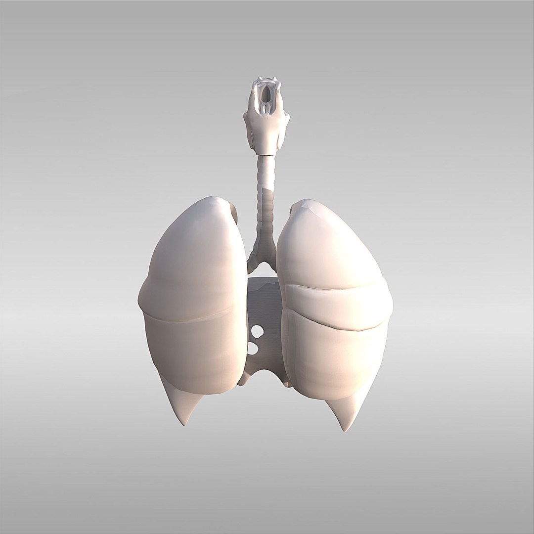 3d Model Male Anatomy