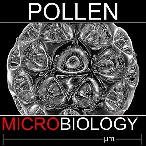 3d model pollen cell