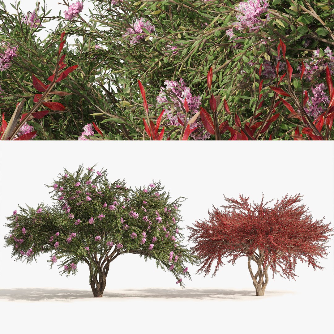 Lagerstroemia Indica Trees 3D Model - TurboSquid 1953991