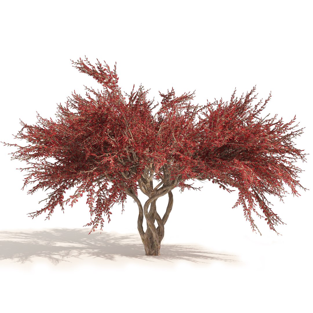 Lagerstroemia Indica Trees 3D Model - TurboSquid 1953991