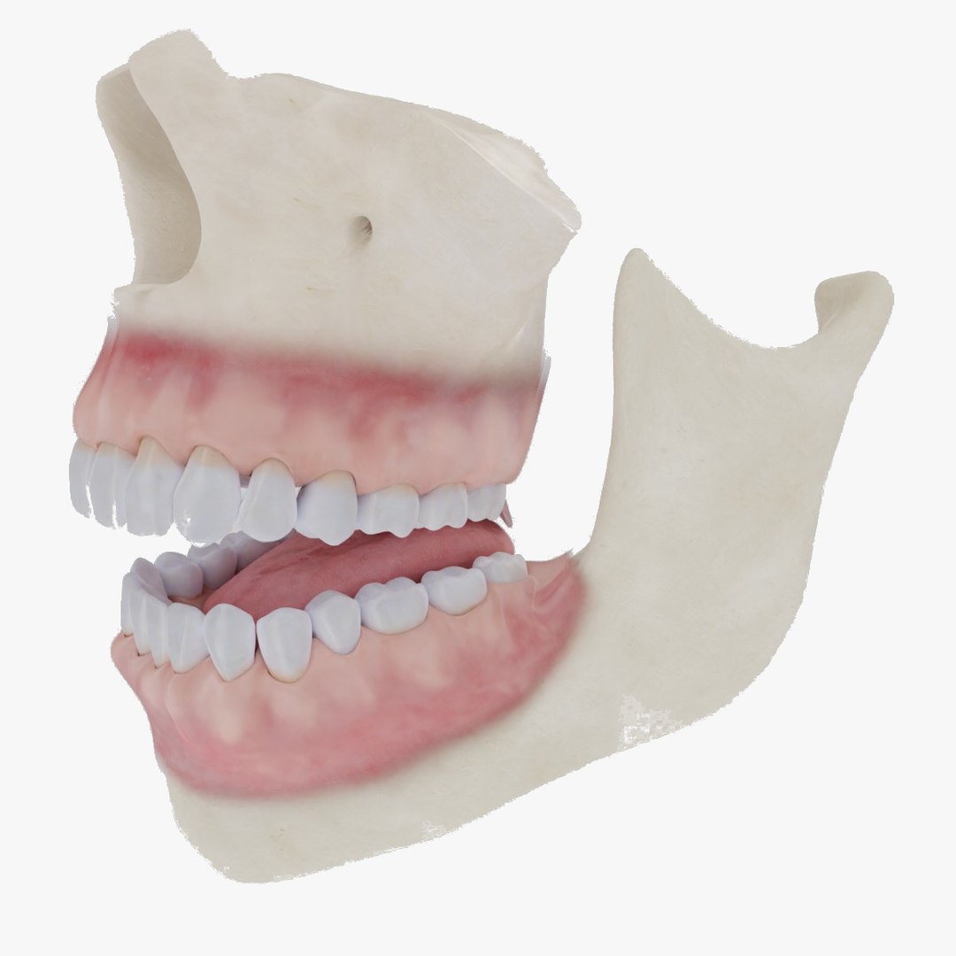 3D Mouth Bones Gums Anatomy Model - TurboSquid 1534221