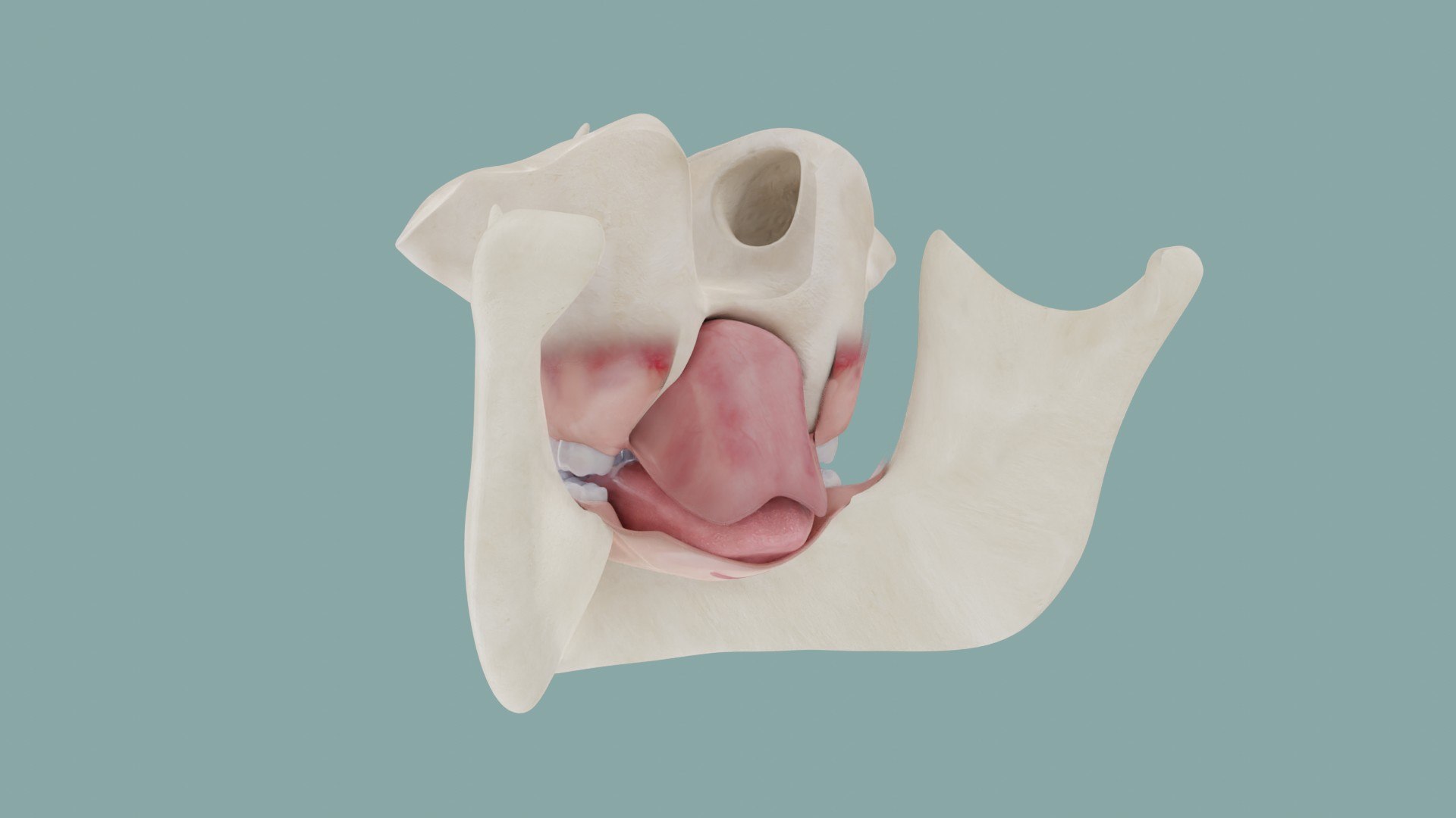 3D Mouth Bones Gums Anatomy Model - TurboSquid 1534221
