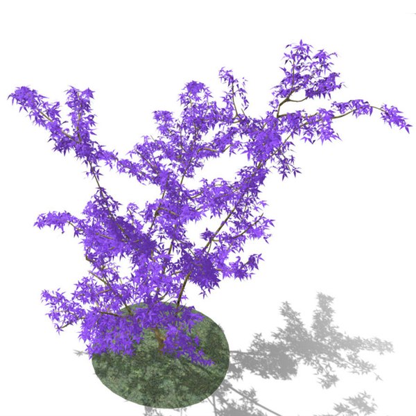 modelo 3d Purple Maple Tree japan - TurboSquid 2067371