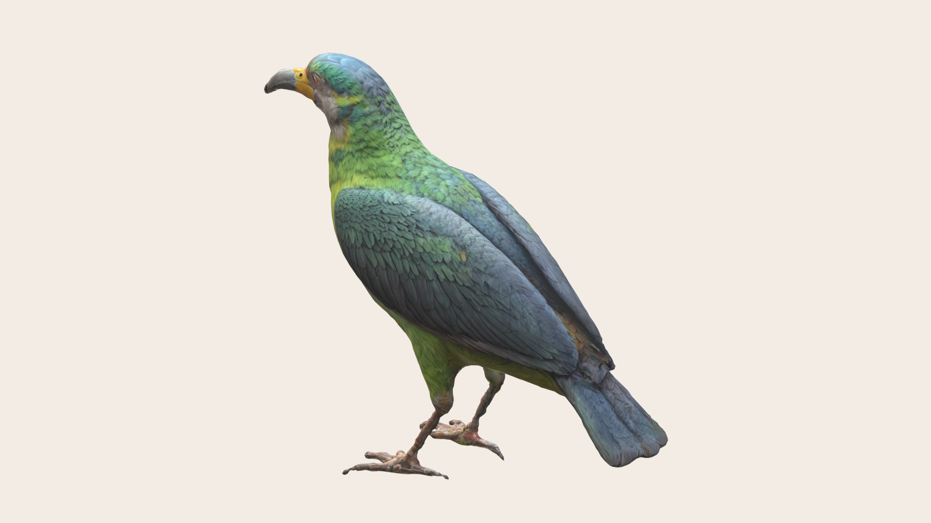 3D Imperial Amazon Bird - TurboSquid 2308922