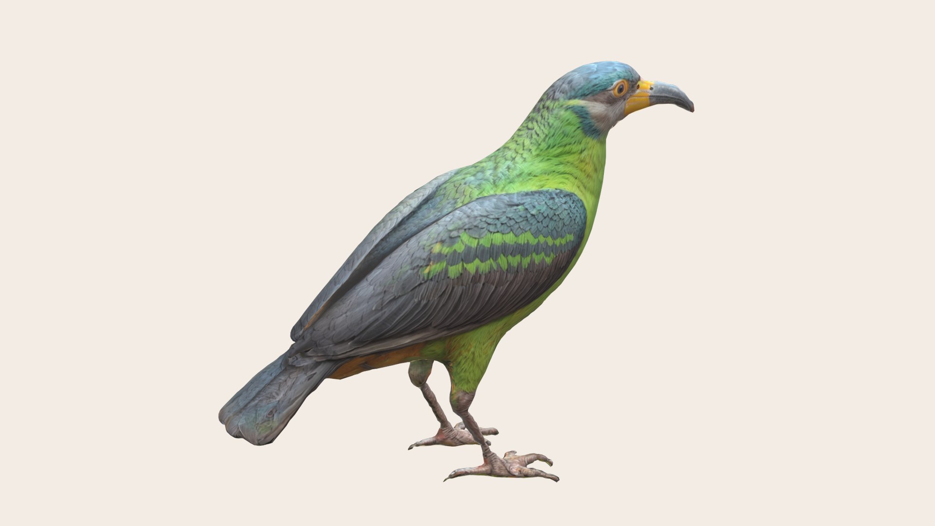 3D Imperial Amazon Bird - TurboSquid 2308922