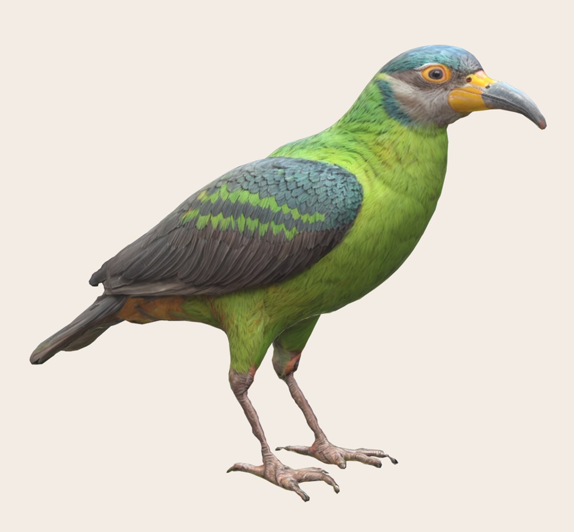 3D Imperial Amazon Bird - TurboSquid 2308922