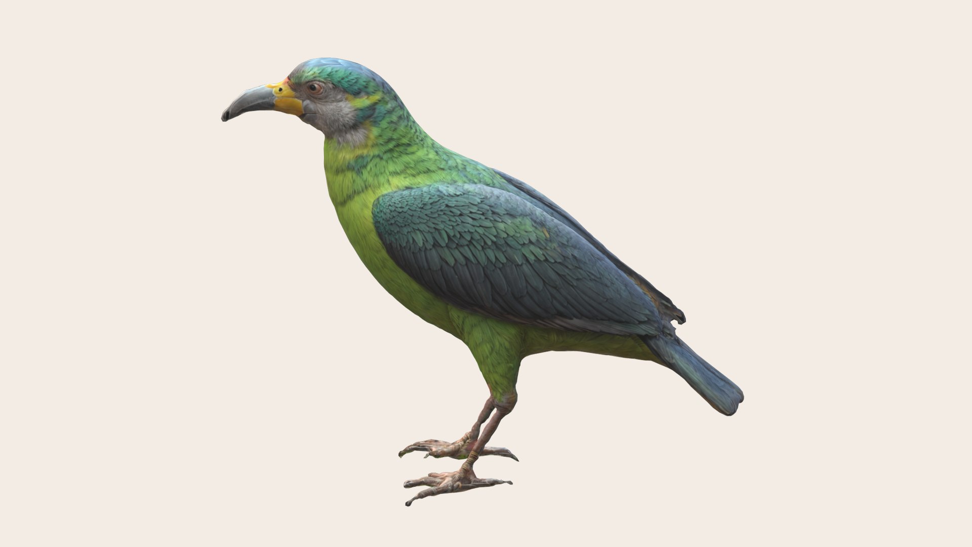 3D Imperial Amazon Bird - TurboSquid 2308922