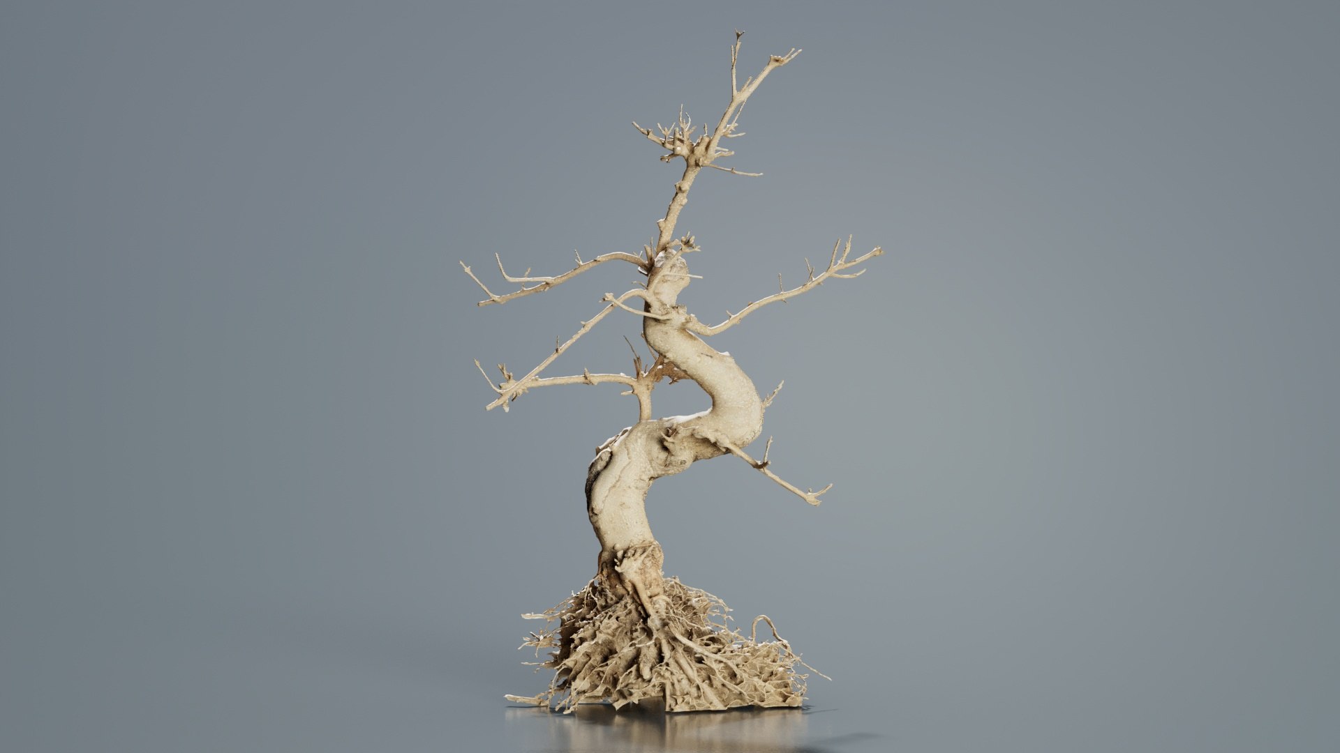 3D Model Dead Bonsai Tree 6 Remastered - TurboSquid 2363130