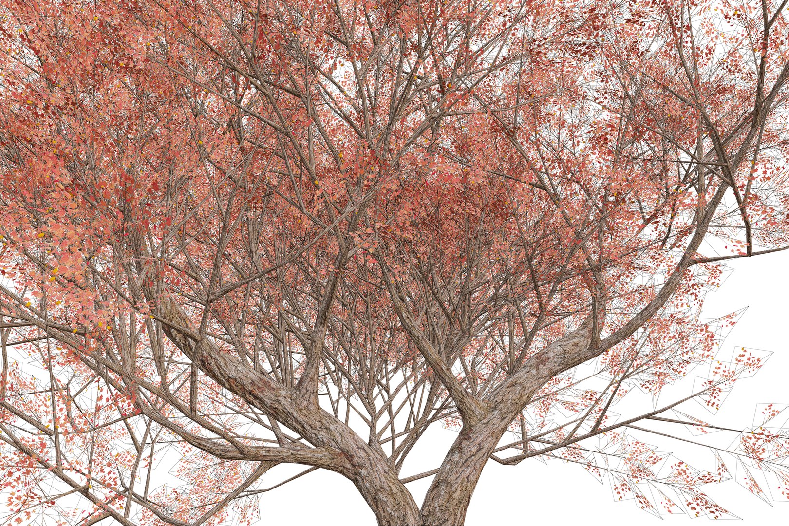 3D Maple Tree 01 Model - TurboSquid 2250350