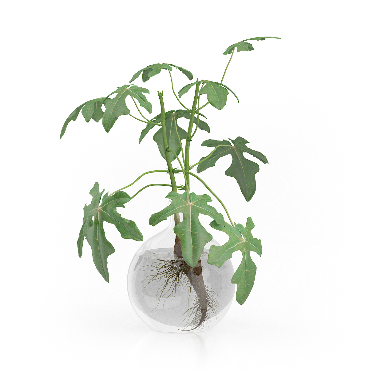 fig plant glass vase 3d c4d