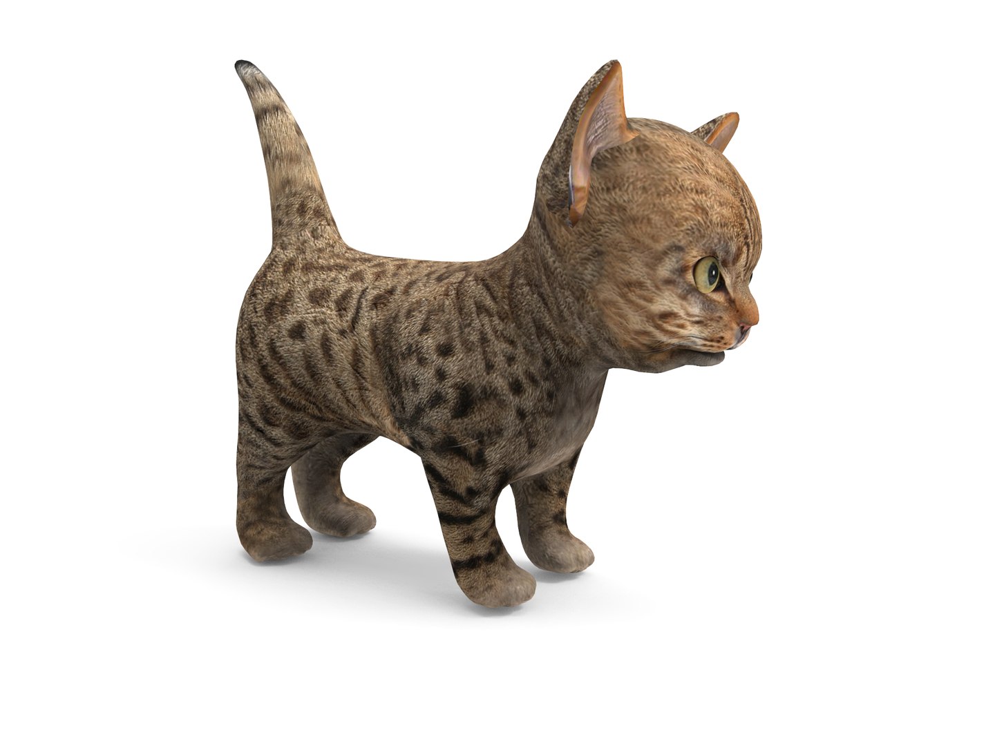 Cute Cat Animation 3D Model - TurboSquid 1219526